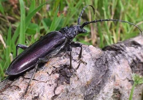 Tesařík - vše co o něm potřebujete vědět